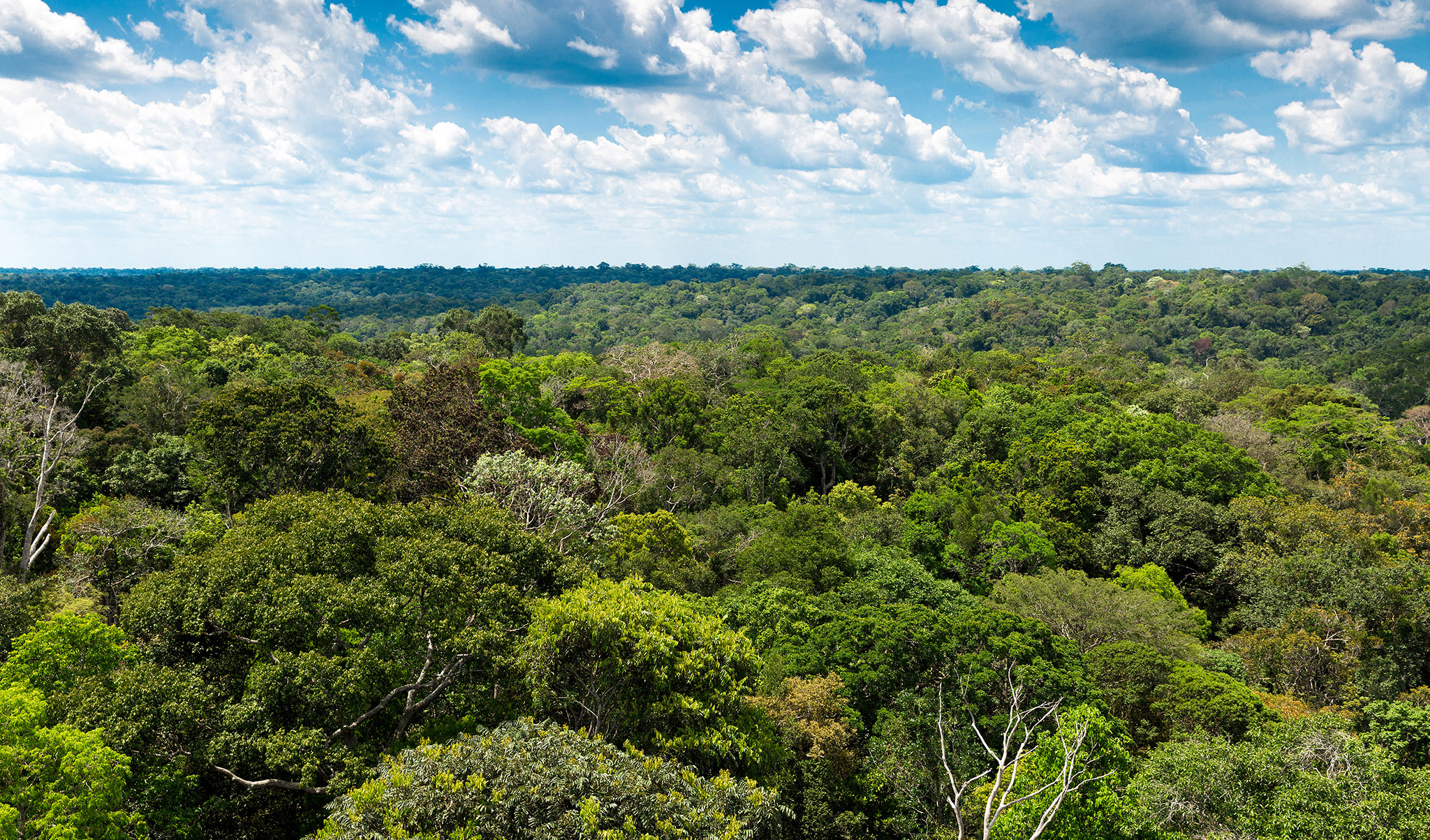 Sustaining forests and oceans