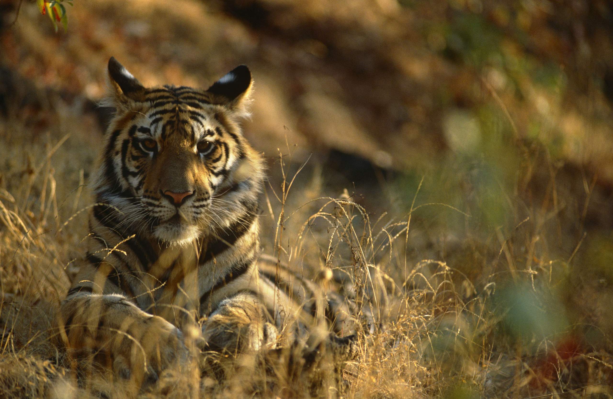 Can we double tigers?