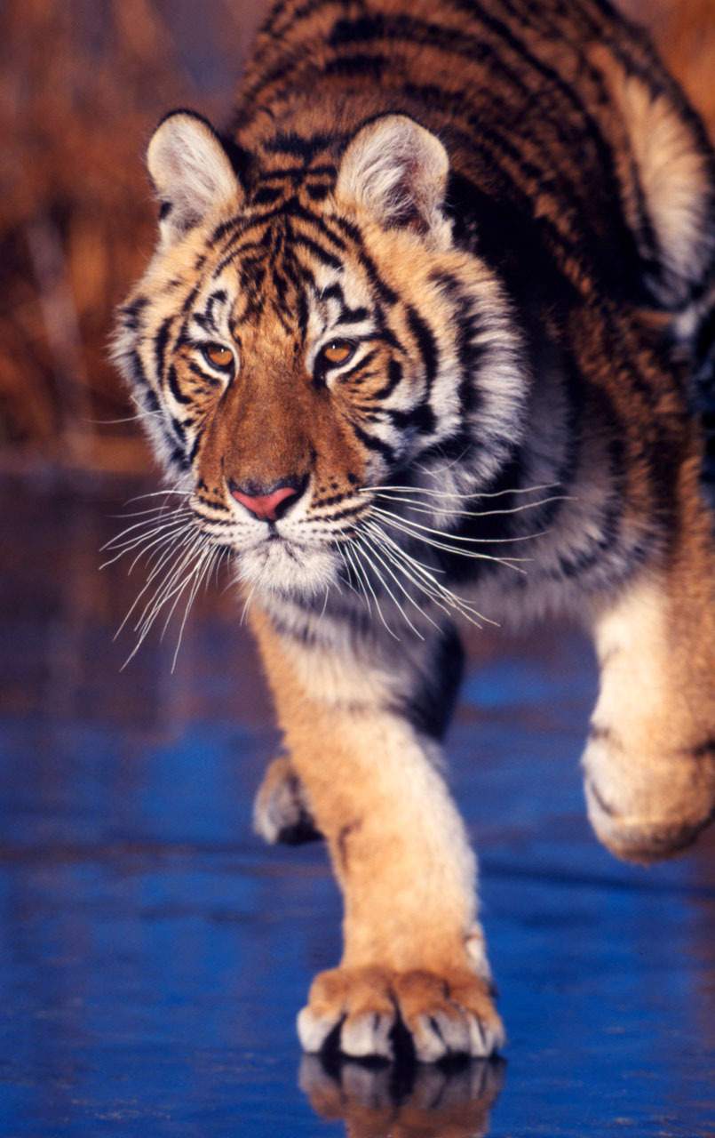 Can we double tigers?
