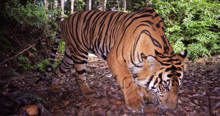 Sumatran Tiger Wwf Endangered